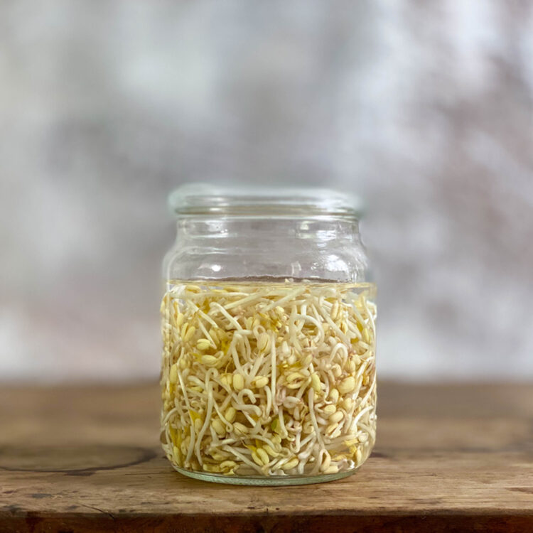 Grow your own bean sprouts - the best superfood comes from your own ...